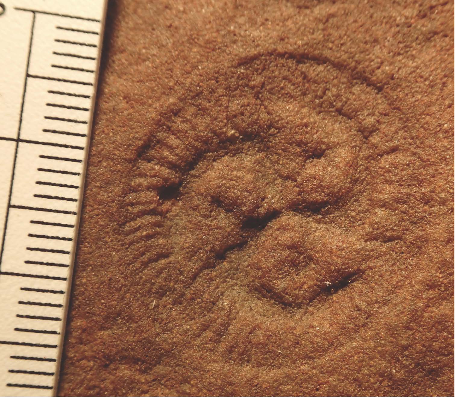 Earth’s first animals had particular taste in real estate | UCR News ...